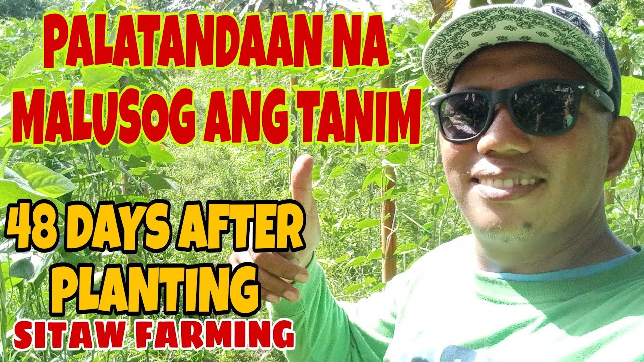 MGA PALATANDAAN NA MALUSOG ANG PANANIM / 48 DAYS AFTER PLANTING / SITAW ...