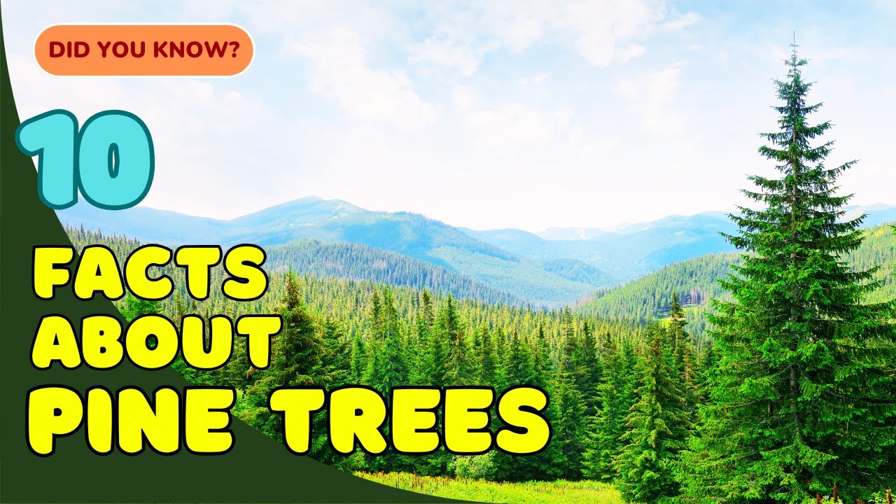10 Fascinating Facts About Pine Trees You Didn’t Know! 🌲 - YouTube