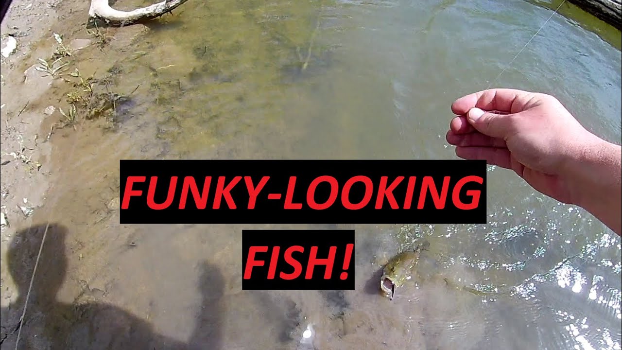 FUNKY-Looking Fish - 2023 Fish Ohio Smallmouth!!! - YouTube