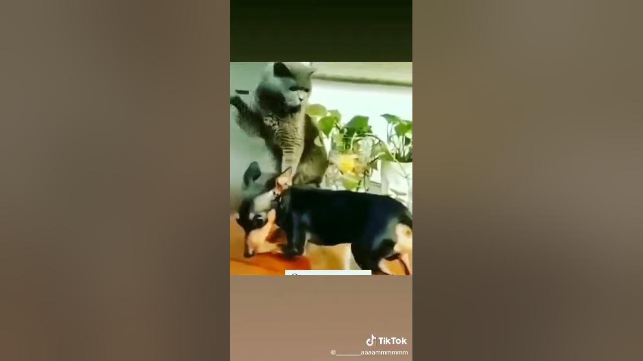 не подлизывайся - YouTube