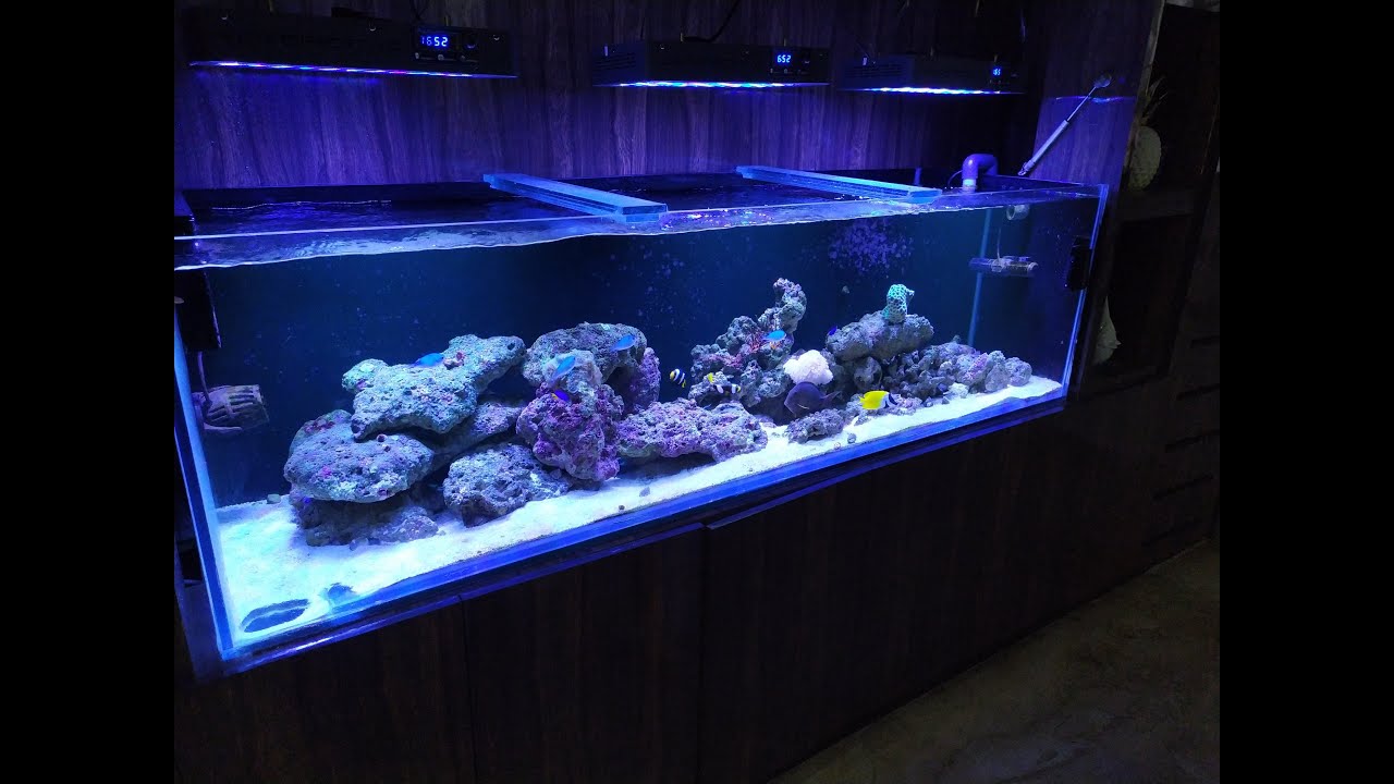 BEAUTIFUL MARINE AQUARIUM - YouTube