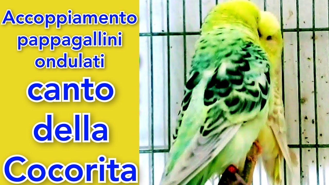 cocorite amoreggianti / Accoppiamento pappagallini ondulati / canto ...