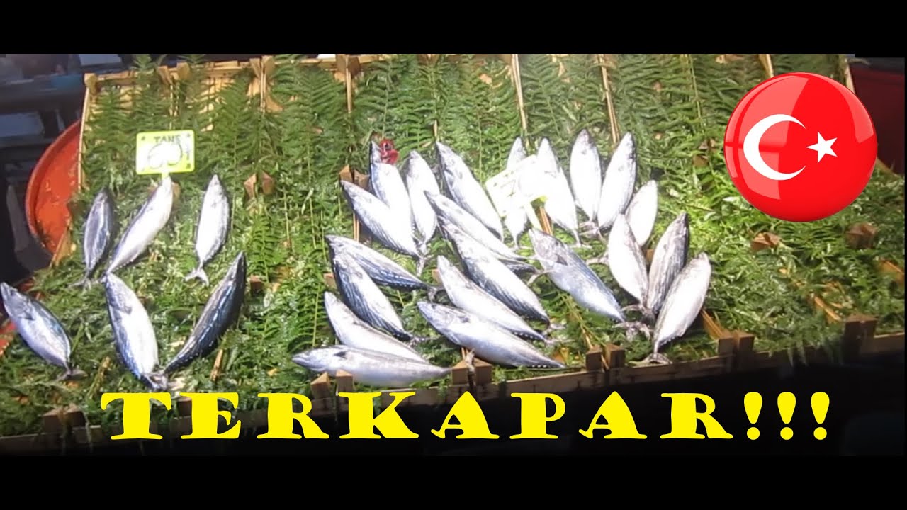 ikan TURKI MATI TERKAPAR...!!! di pasar ikan BANDIRMA Balıkesir - YouTube