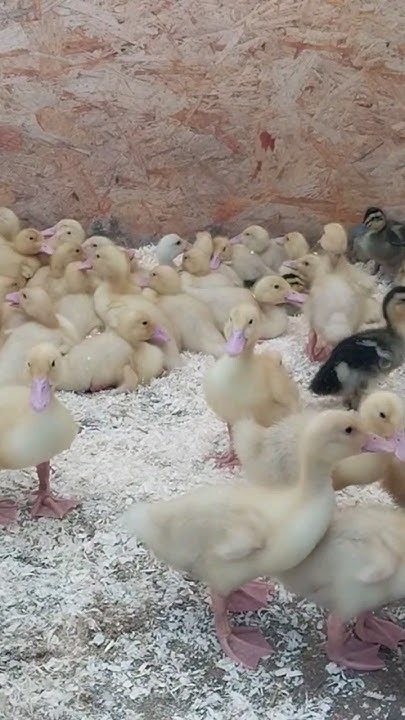 Черри велли и башкирские утята в продаже🦆 9 дней 250 руб казань