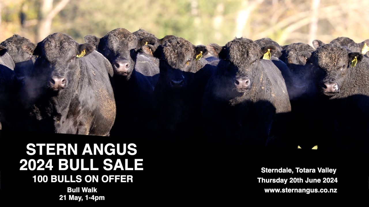 Stern Angus - 2024 Bull Sale Preview - YouTube