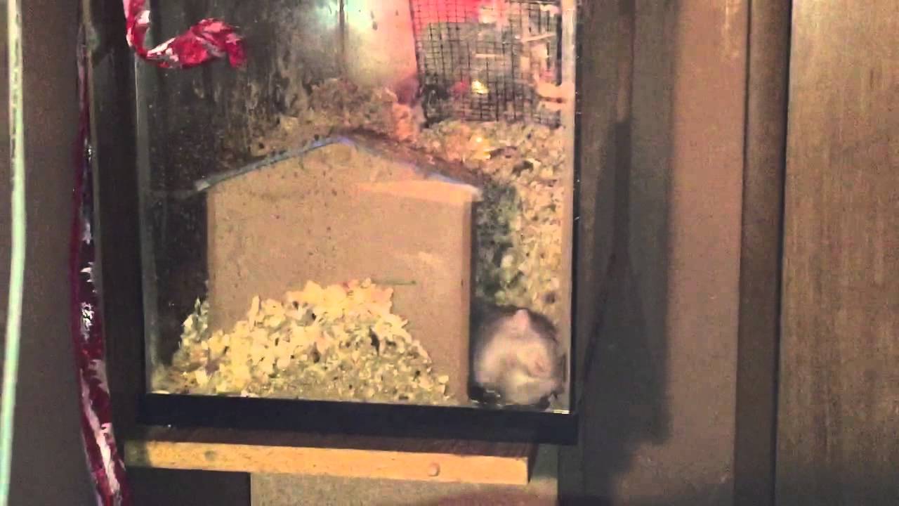 Digging gerbil in his cage - YouTube