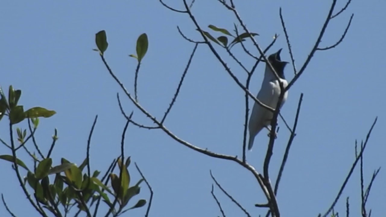 Bare-throated Bellbird / araponga (Procnias nudicollis) - YouTube