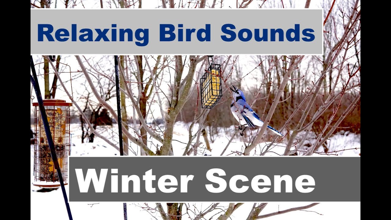 Relaxing Bird Songs: North American Winter Backyard Nature Sounds - YouTube