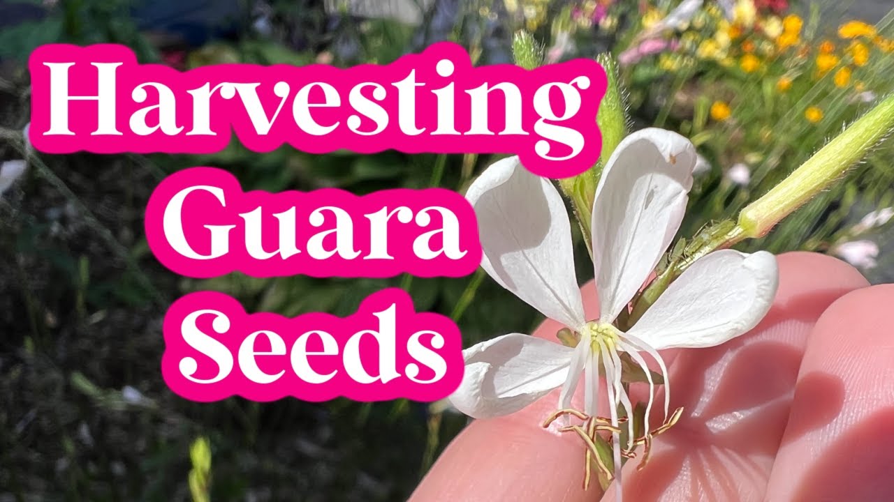 How to Harvest and Save Guara Seeds | Seed Saving Guide - YouTube
