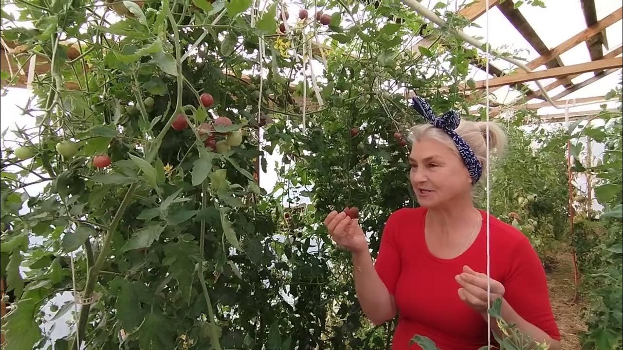 Сорт "Черри шоколад-Муфазаловой". Самый сладкий сорт черри - YouTube