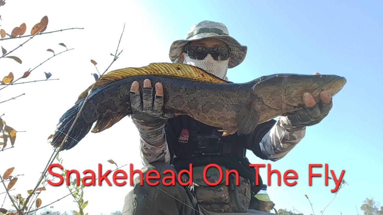 Fly Fishing - Snakehead On The Fly - YouTube