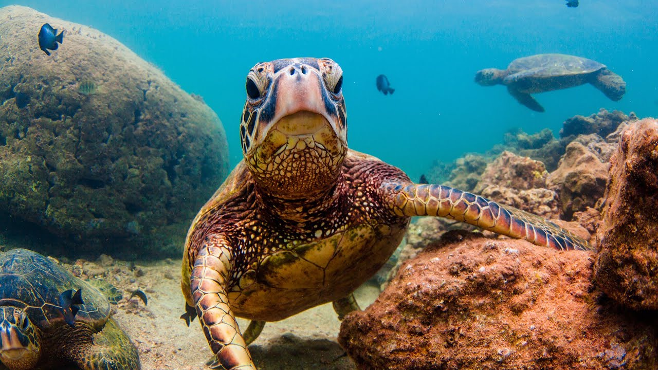 Swim with Turtles in Oahu’s Stunning Turtle Canyons from Waikiki - YouTube