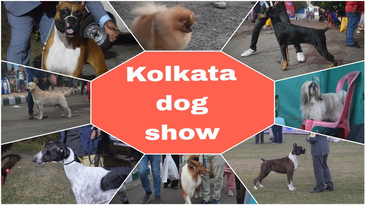 All Breeds Dog Show In Kolkata Allbreedsdogshow DogshowinKolkata all-breeds-dog-show-in-kolkata-allbreedsdogshow-dogshowinkolkata