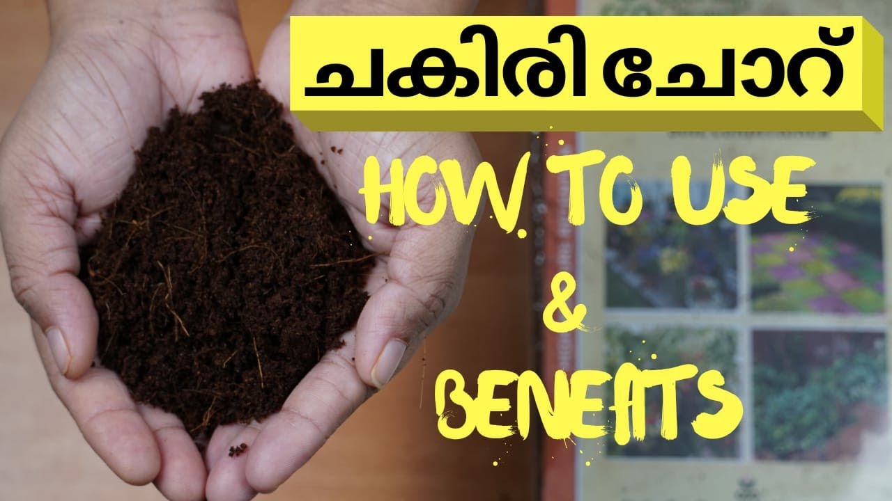 ചകിരിച്ചോറ് എന്താണ്?എങ്ങനെ തയ്യാറാക്കാo🌴How to prepare Cocopeat(Chakiri ...