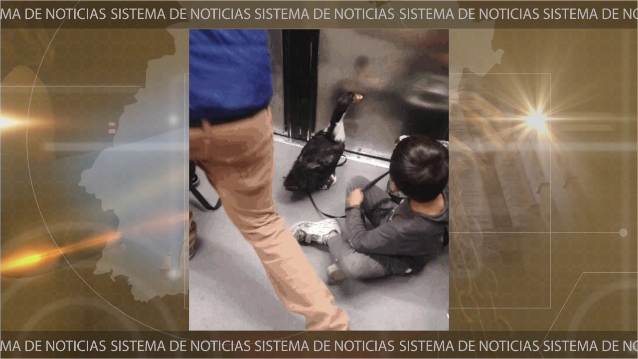 Insolito Pato con tenis caminando por el Metro en la CDMX - YouTube