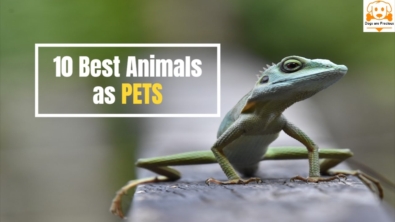Top 10 Best Animals As Pets - Top 10 Animals That Make Great Pets - YouTube