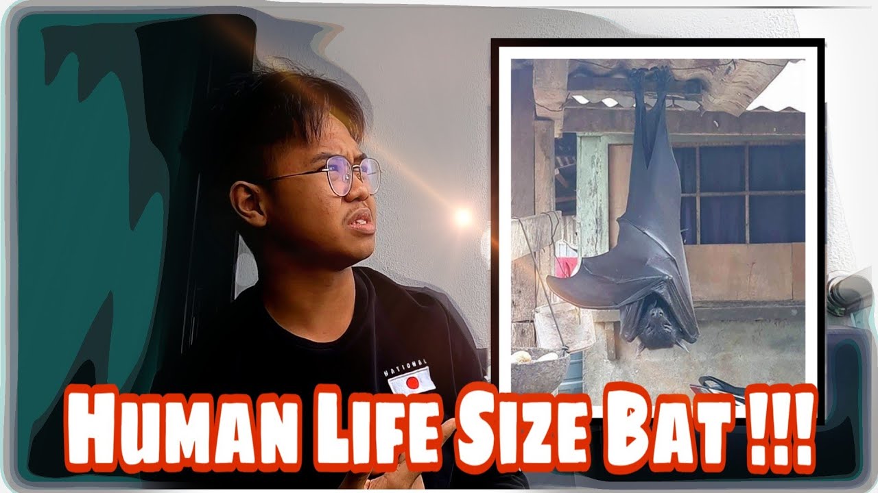 Human Size Bat ? Viral - YouTube