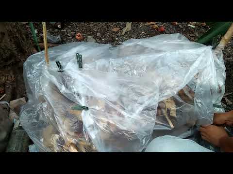 harvesting vulva mushrooms kabuteng saging second day - YouTube