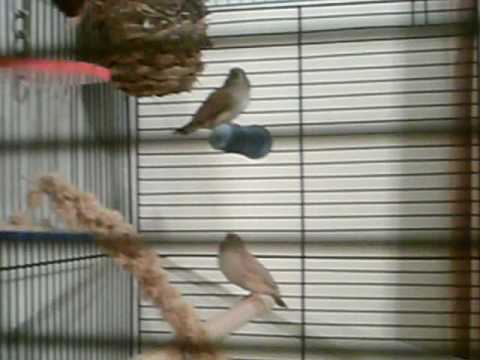 Zebra Finch Fledglings - YouTube
