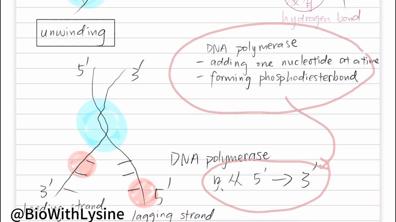 Nucleic Acid & Protein Synthesis_DNA Replication - YouTube