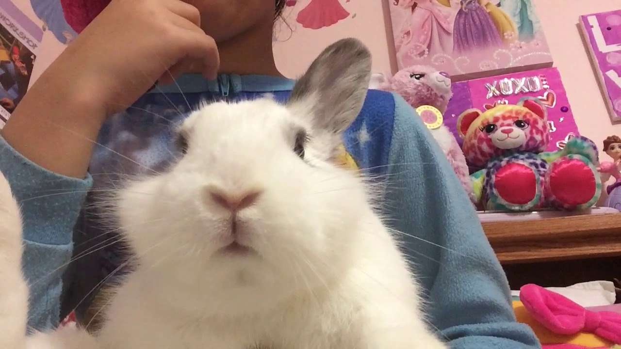My bunny just relaxed - YouTube