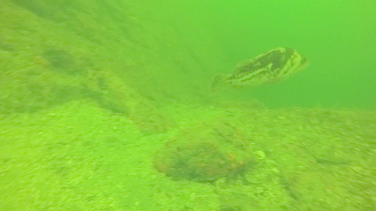 Dive in Mountain Point (Ketchikan, Alaska) - YouTube