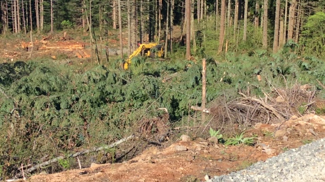 Mechanized timber falling part 5 - YouTube