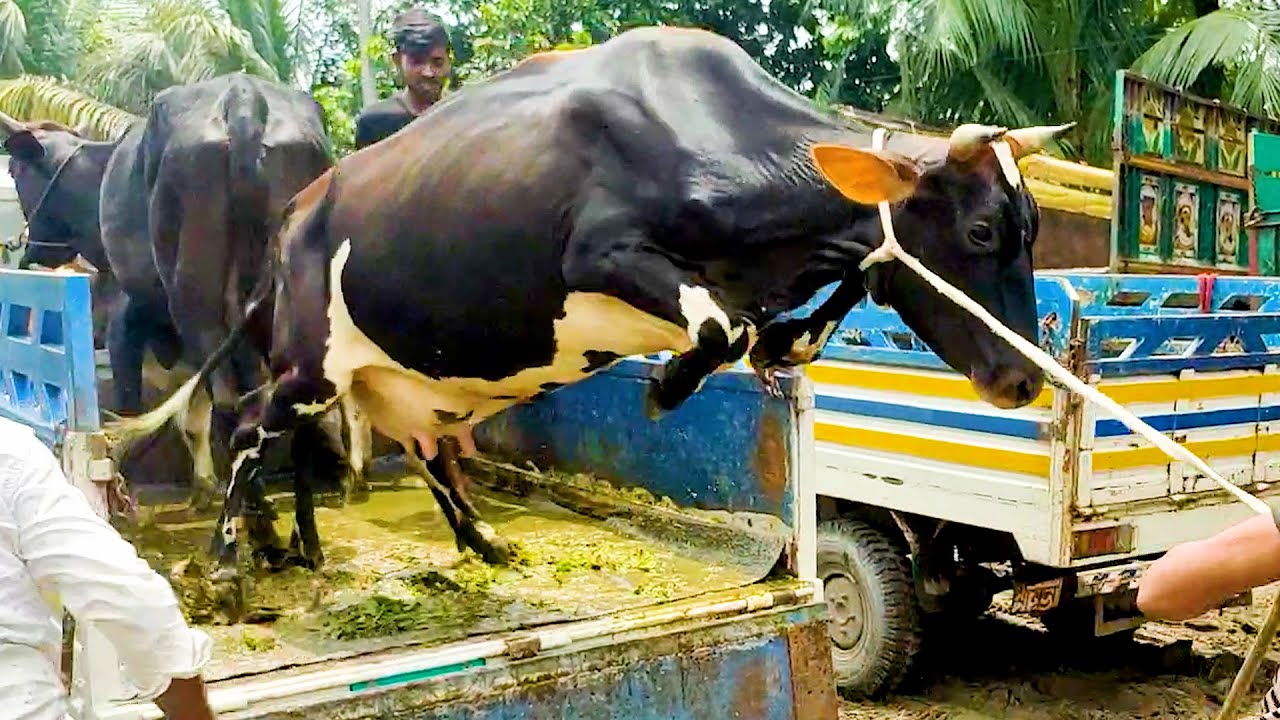 Cow unloading from truck | Very Popular Village Cattle Market | Cow ...