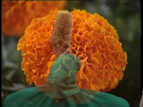 SANA GELMEK İSTİYORUM (KISSASIZ) (AHMET HAŞİMOĞLU) Gönül Erleri İlahi Ekibi