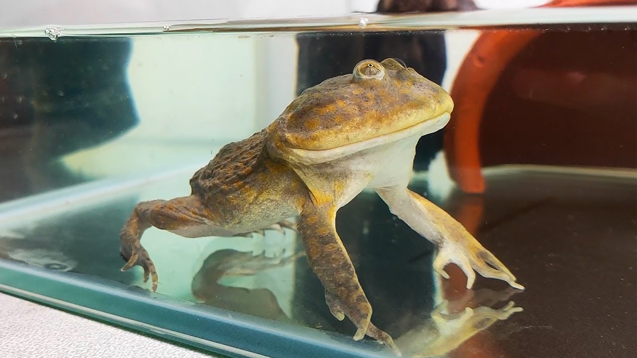 Hungry Budgett's Frog - YouTube