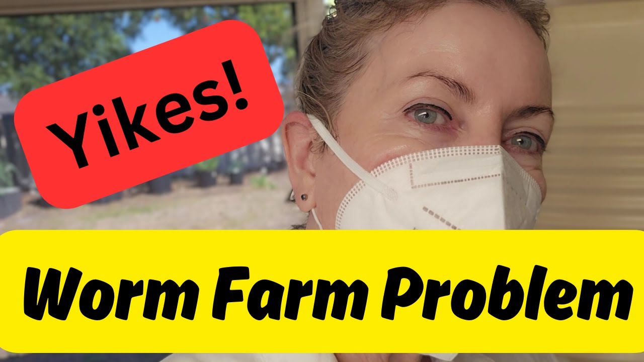 Yikes! A problem in my worm farm😧 - YouTube