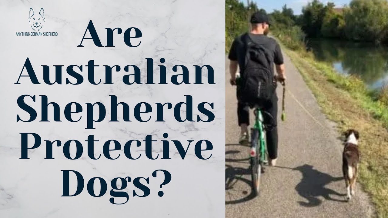 Are Australian Shepherds Protective Dogs? - YouTube