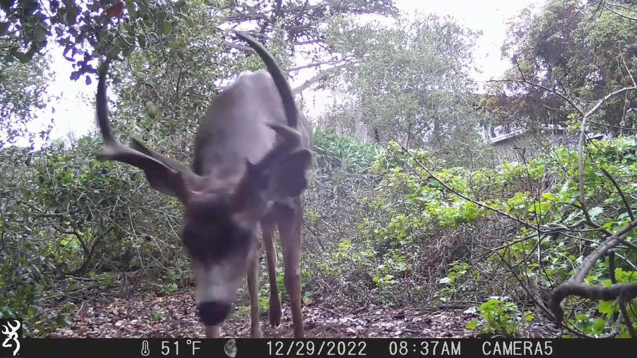 Deer Drop Antlers In El Moro Elfin Forest 2022 2023 YouTube Deer Drop Antlers In El Moro Elfin Forest 2022 2023 YouTube