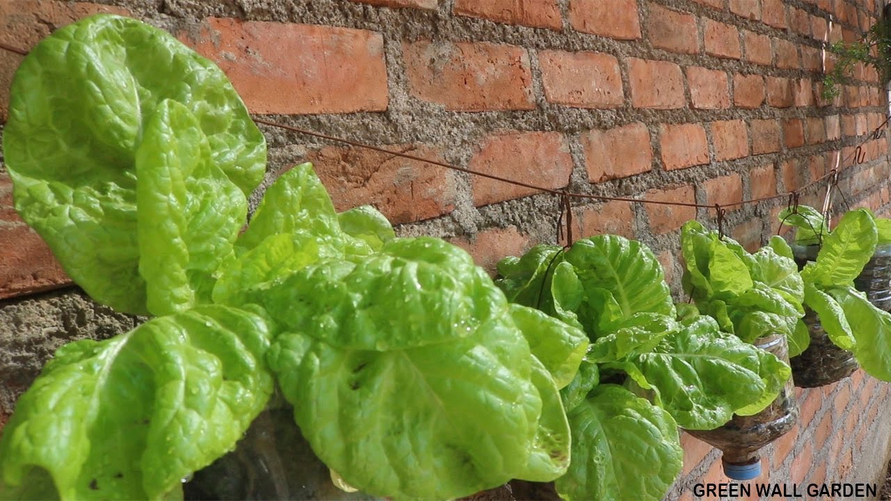 No hace falta un jardin, Cultivar Lechugas en casa es muy facil si lo ...