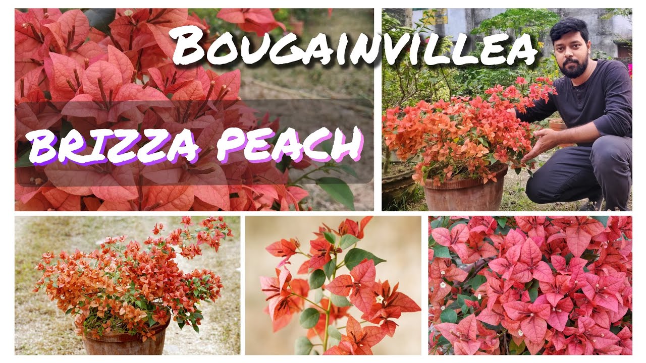 Bougainvillea Cultivar Brizza Peach - Most Attractive Bougainvillea ...
