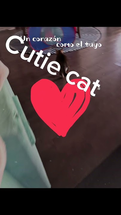 My Little Cutie Cat Youtube