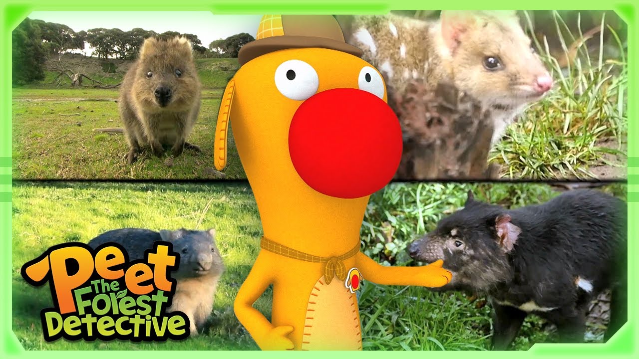 Peek Inside the Kangaroo Pouch! | Animal Stories For Kids | Peet The ...