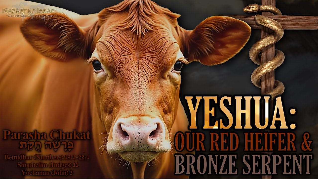 Parasha Chukat 5785 (2024) - Yeshua Our Red Heifer and Bronze Serpent ...