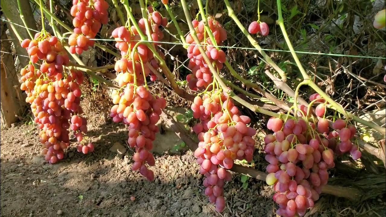Виноград ЗОРЕНЬКА 🍇🤠👍 - YouTube