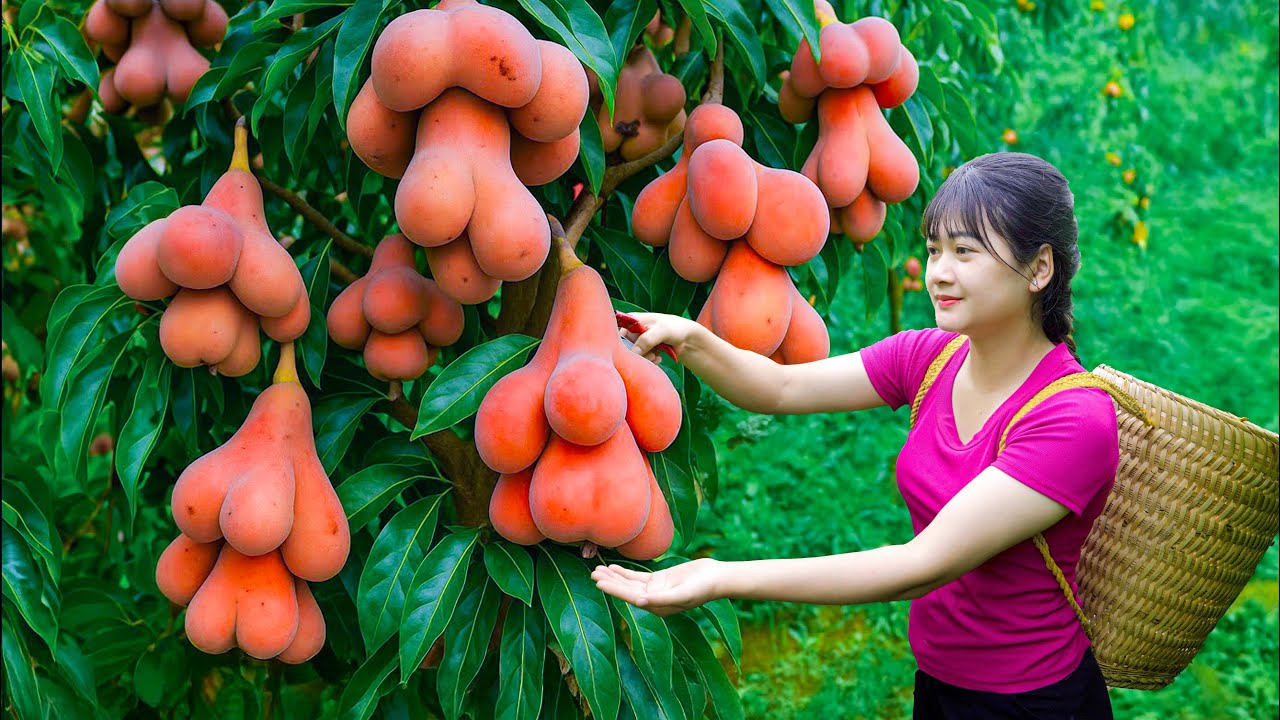 Ly Trieu Ca: Harvesting sweet giant mutant honeycomb pear - How to ...
