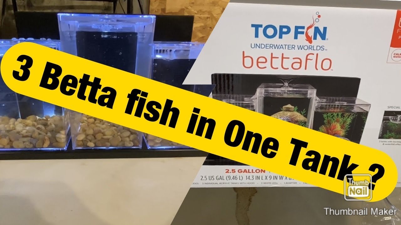Top Fin BettaFlo Unboxing and Triple Betta Setup - YouTube
