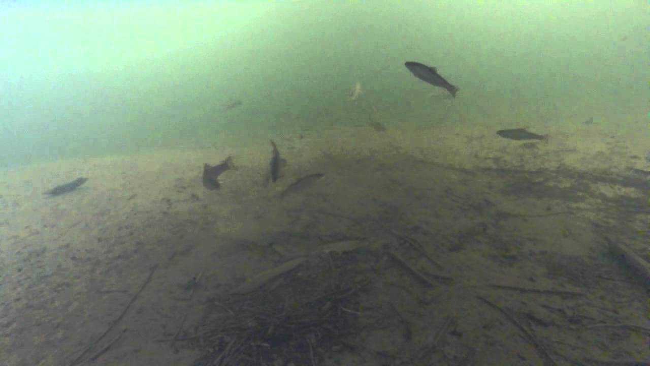 ice fishing underwater GoPro - YouTube
