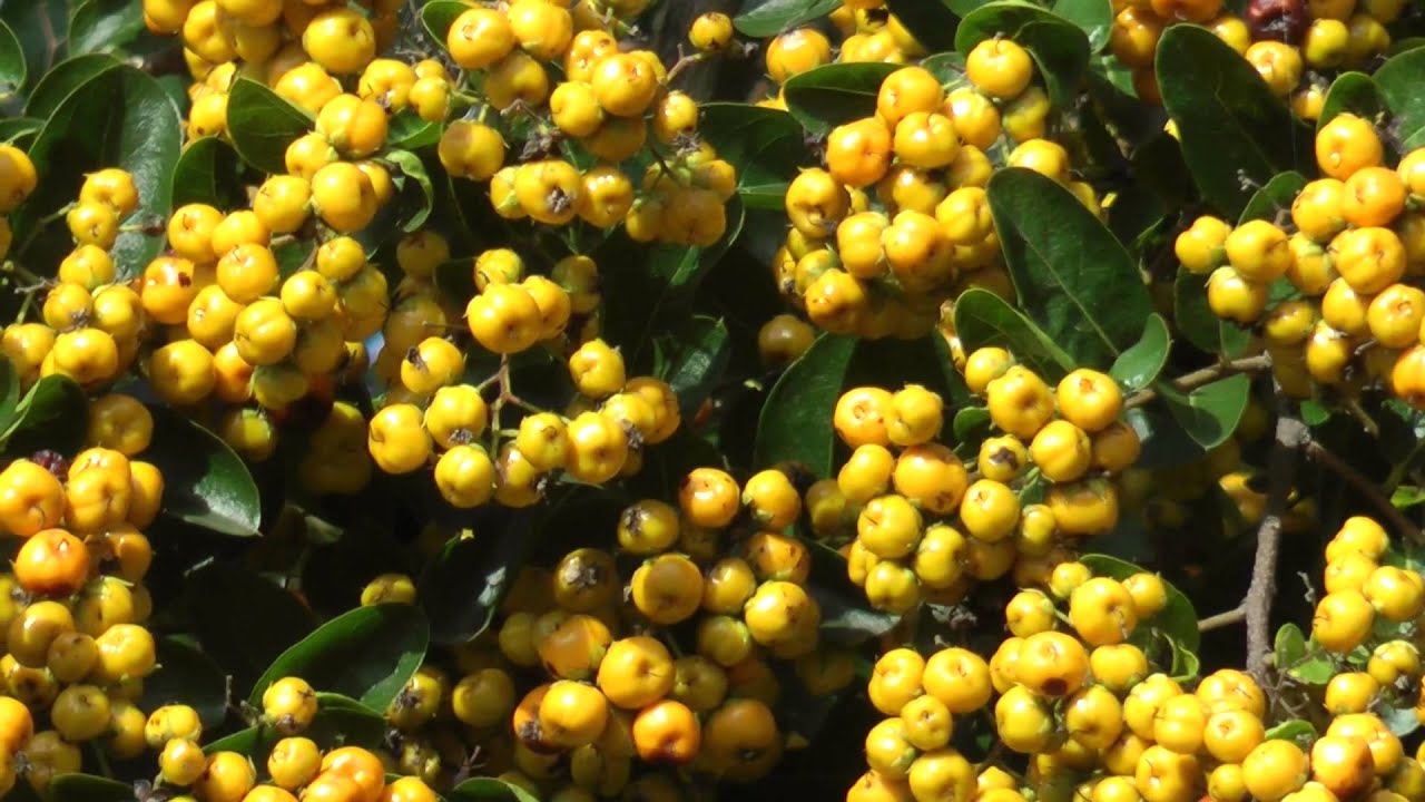 Sandpaper Tree Fruit at James Velarde blog