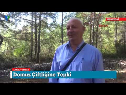 Domuz Çiftliğine Tepki