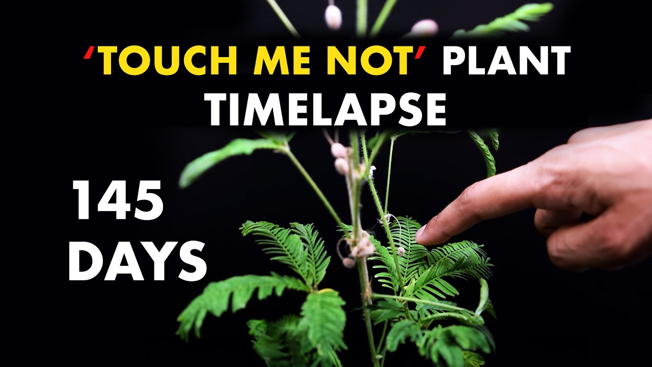 Growing Touch Sensitive Plant (Mimosa pudica) - 145 Days Timelapse! - YouTube