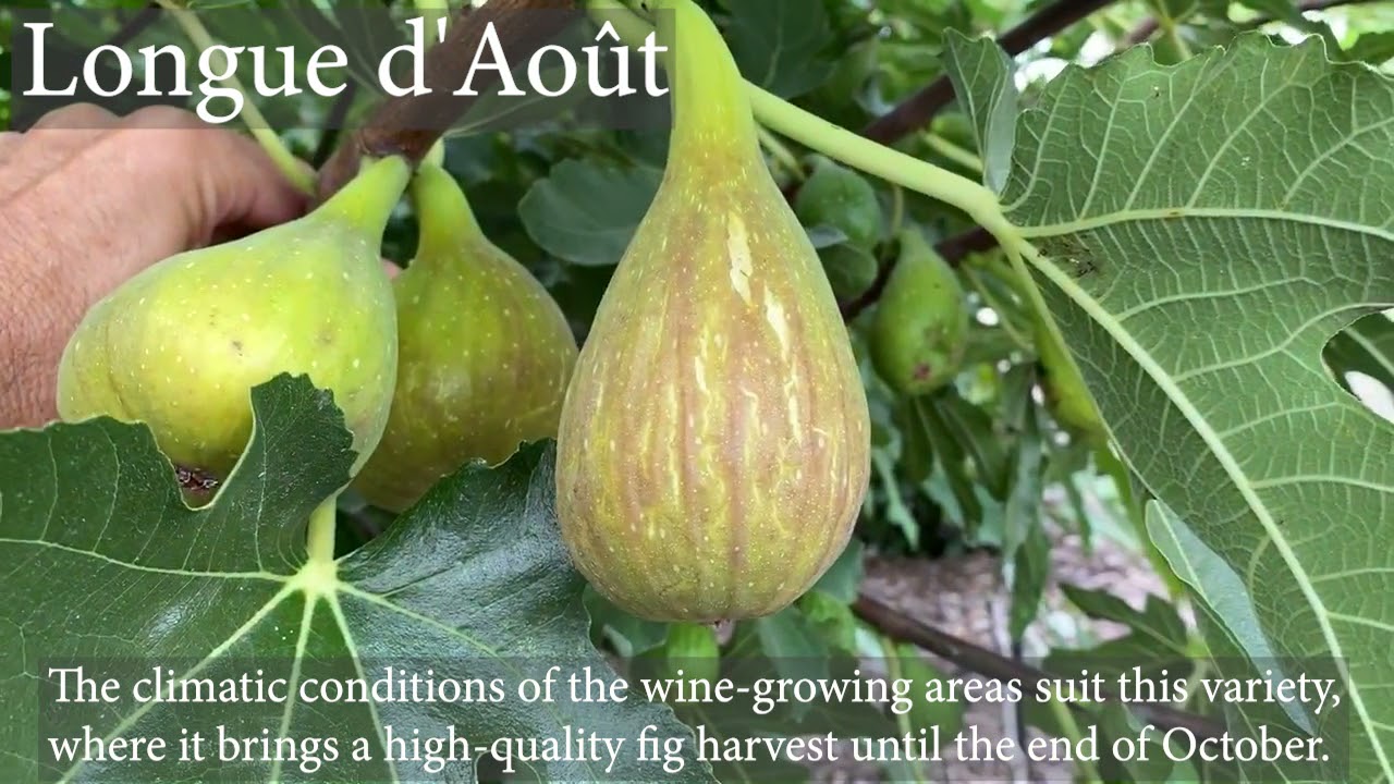 Longue d'Août Fig Tree - YouTube