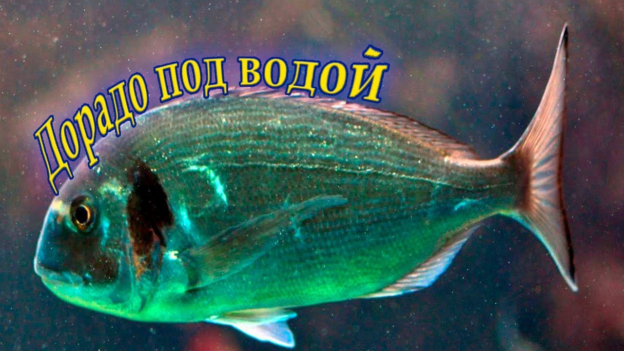 Рыба дорадо Дорадо в естественных условиях - YouTube