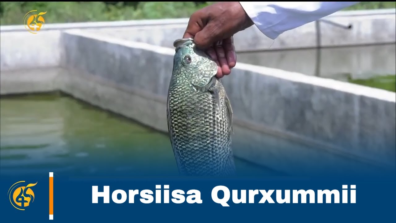 Inisheetiivii Horsiisa Qurxummii - YouTube