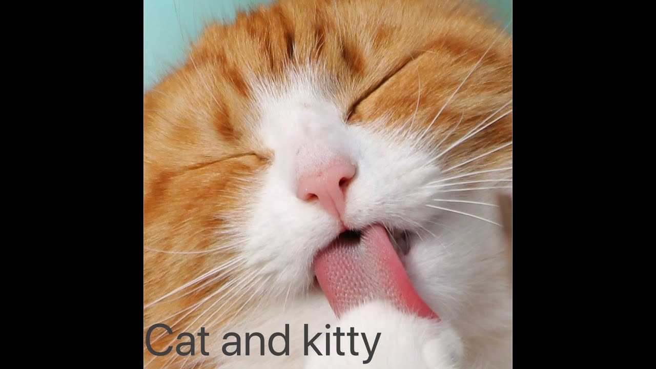 Cat and kitty having some fun time - YouTube