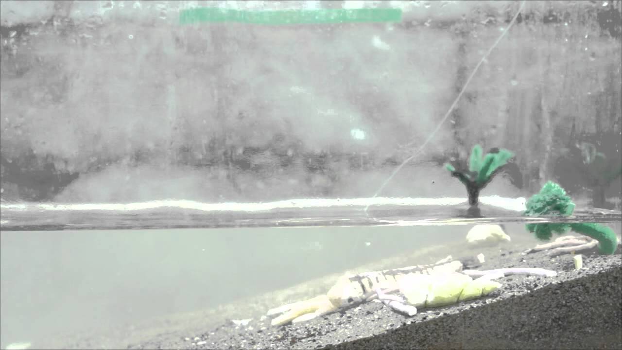 Ordoviciansilurian Extinction Events ~ Detailed Information Photos Videos